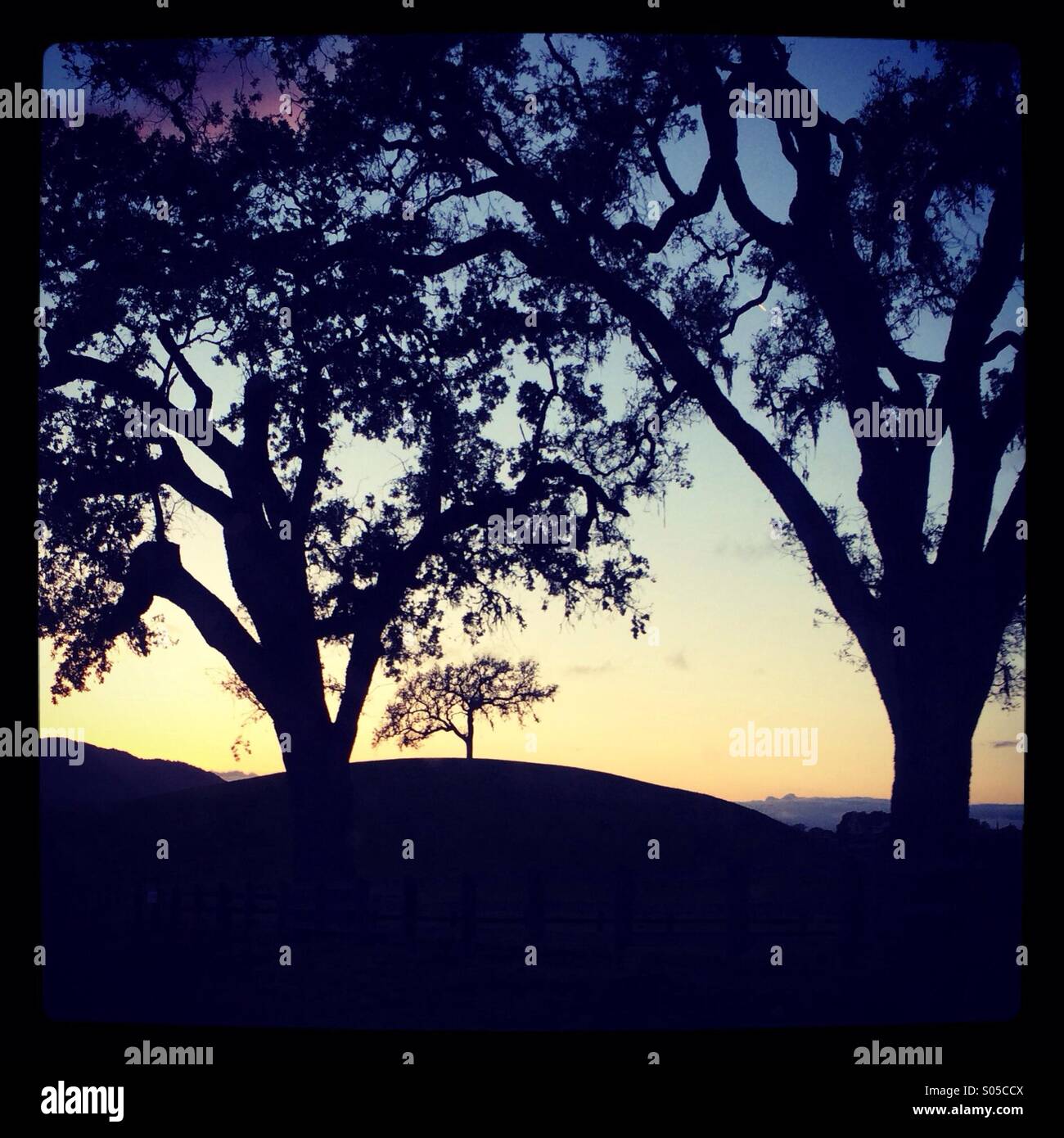 Sunset oak trees Stock Photo - Alamy