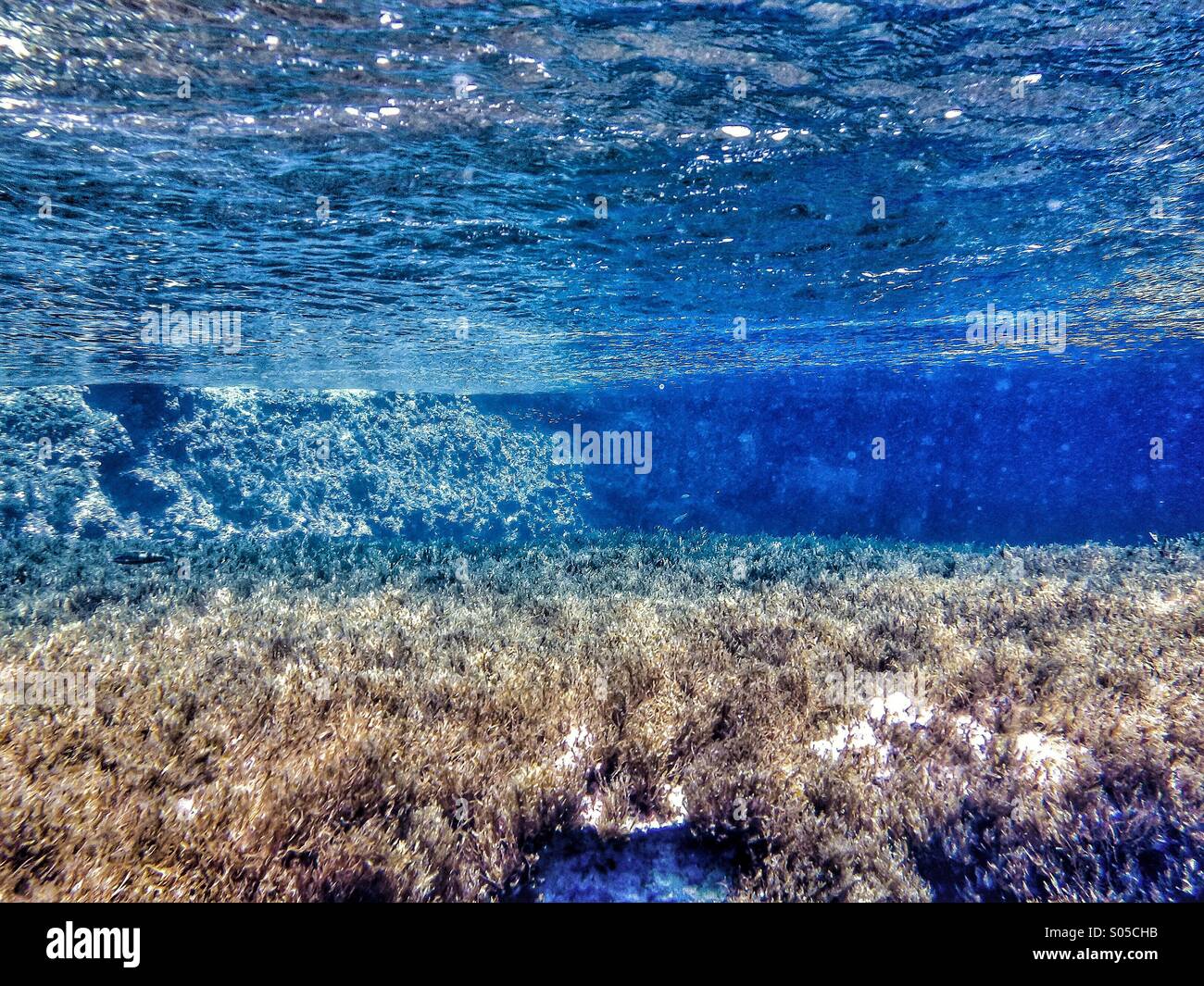 Reef Limestone Stock Photos & Reef Limestone Stock Images - Alamy