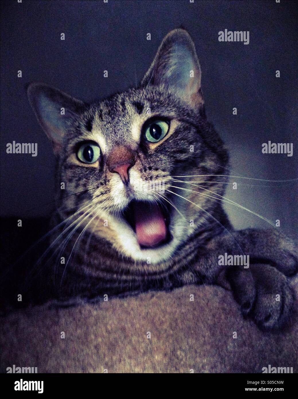 Big tabby yawn Stock Photo - Alamy