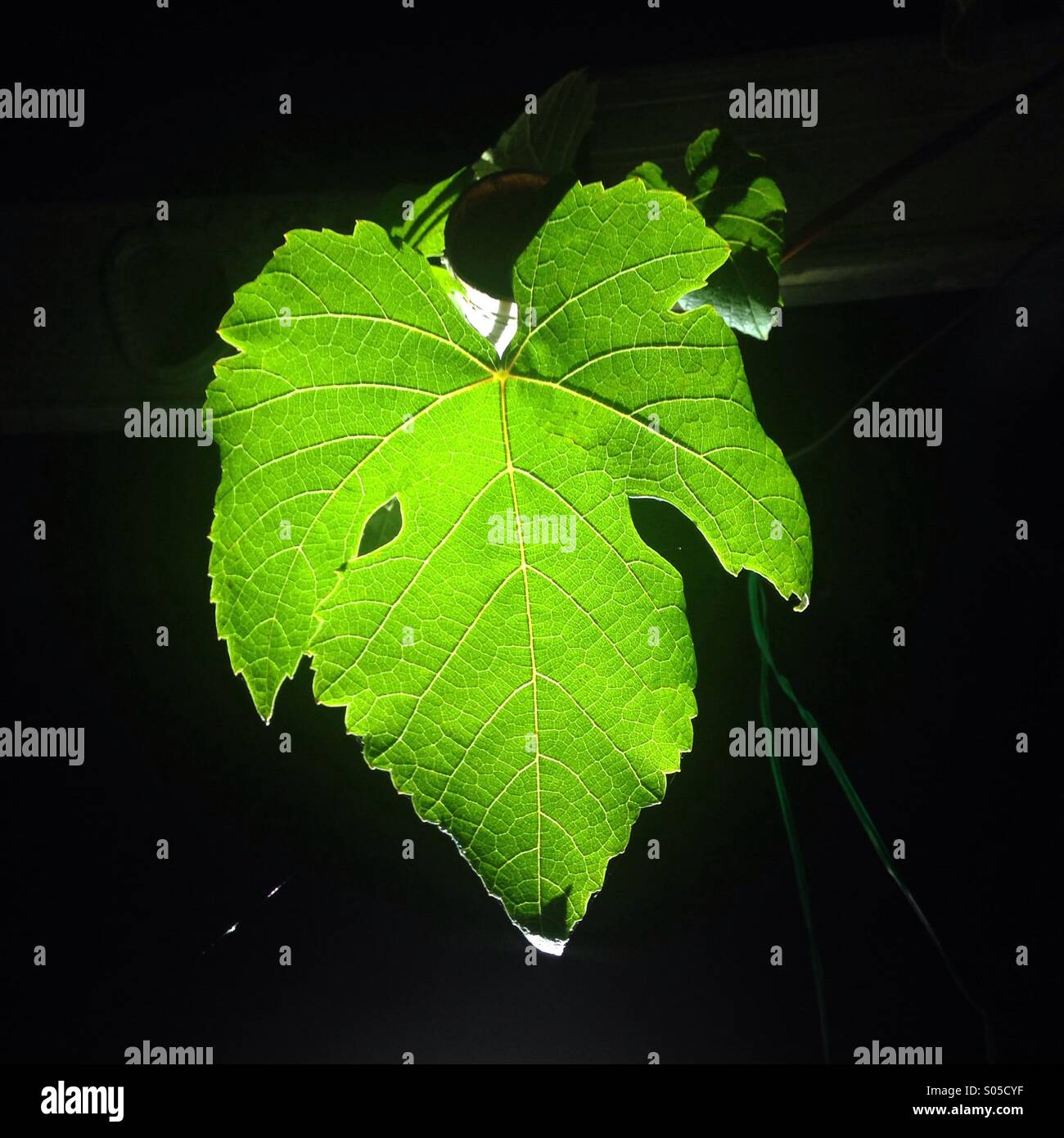 Grape leaf hi-res stock photography and images - Alamy