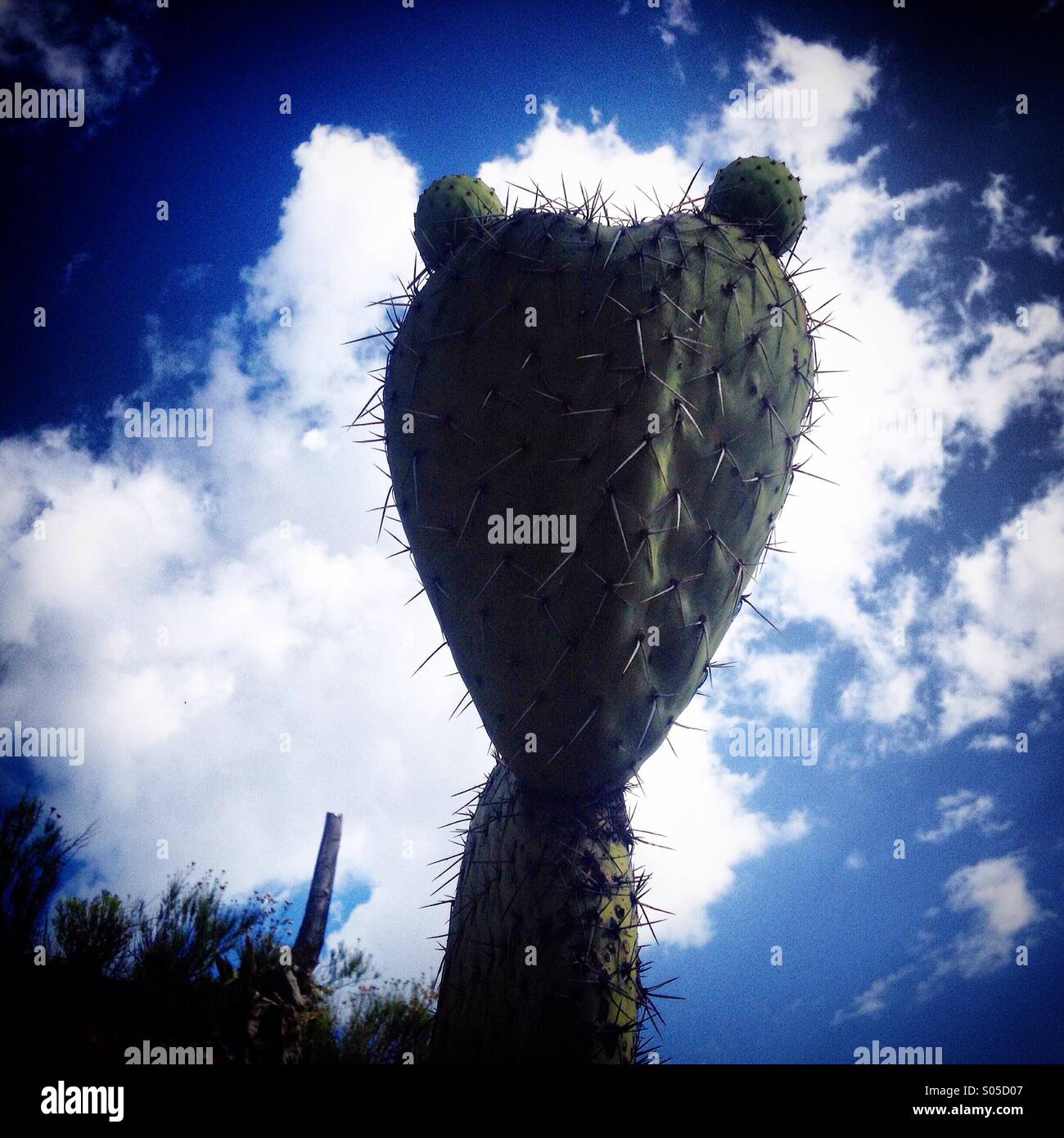 A cactus, with the shape of a feline in Wirikuta, a sacred desert for ...