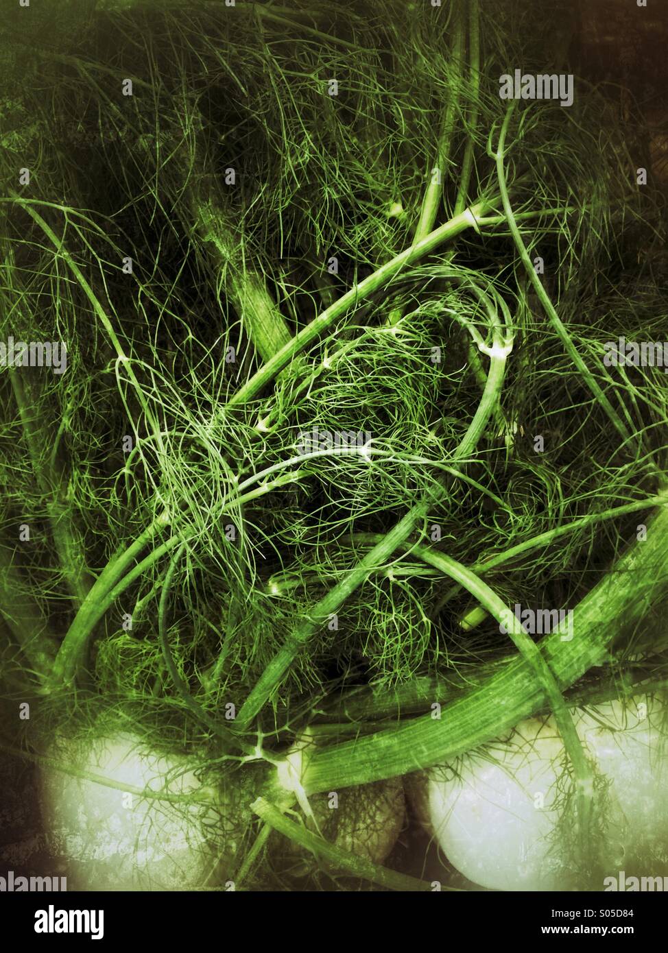 Fennel roots hi-res stock photography and images - Alamy