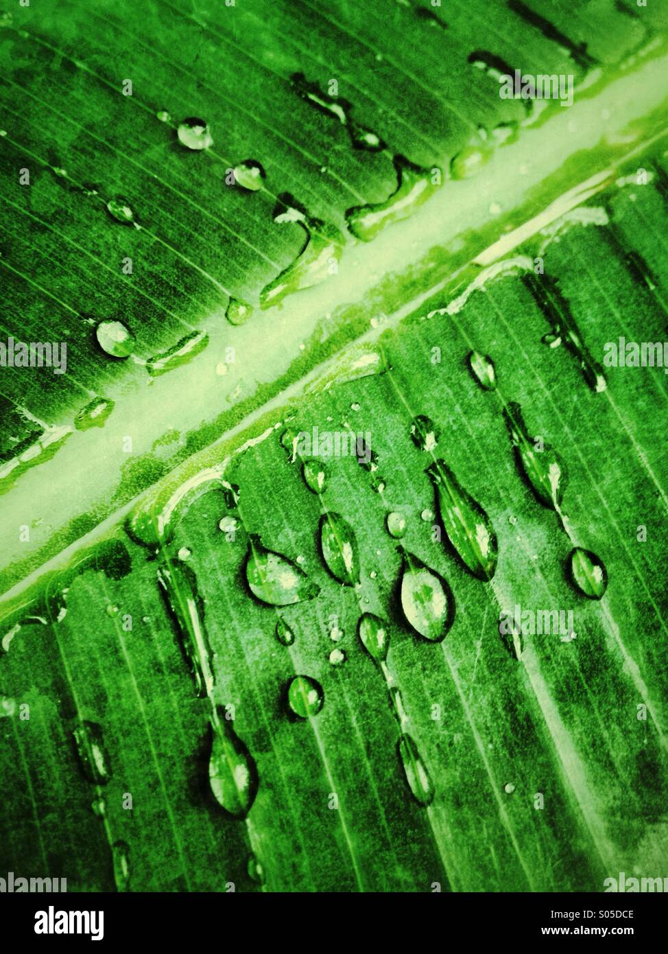 Water drops on leaf Stock Photo - Alamy