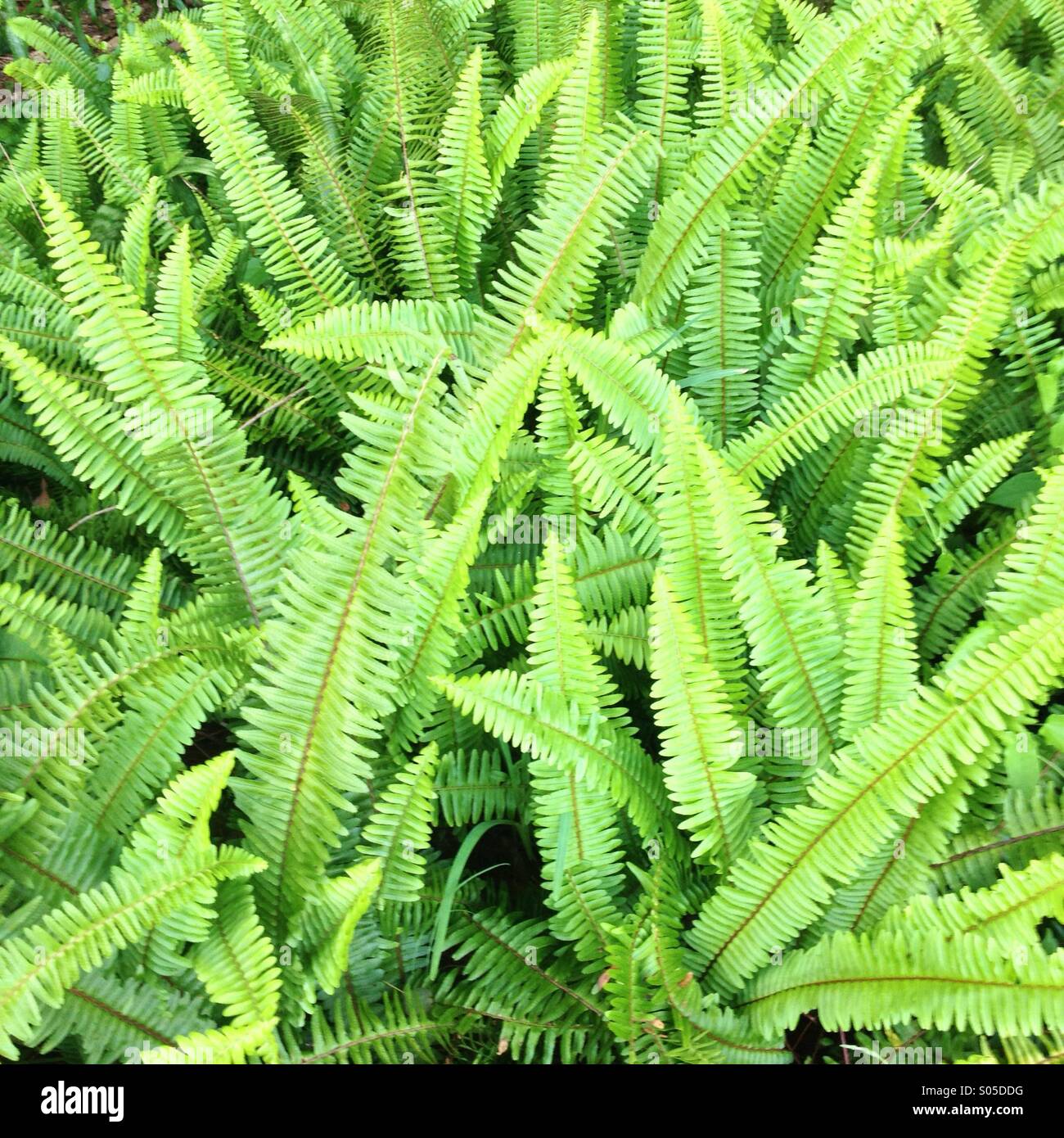 Ferns in Florida Stock Photo - Alamy