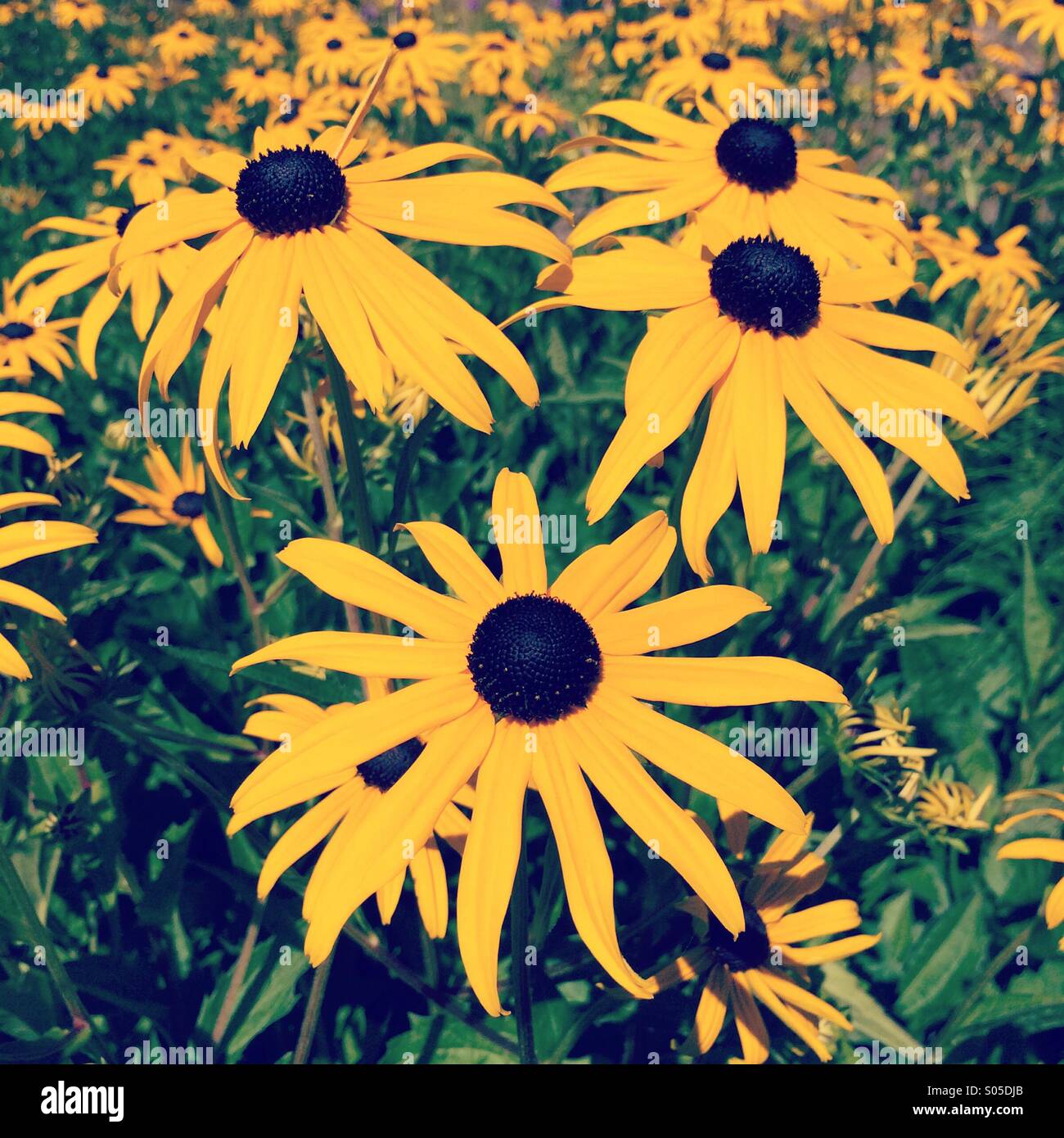 Summer flowers, seattle botanic garden Stock Photo - Alamy