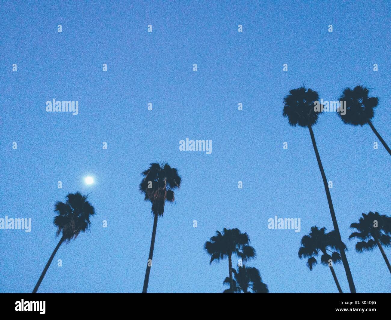 Full moon over Palm trees in Los Angeles California Stock Photo - Alamy