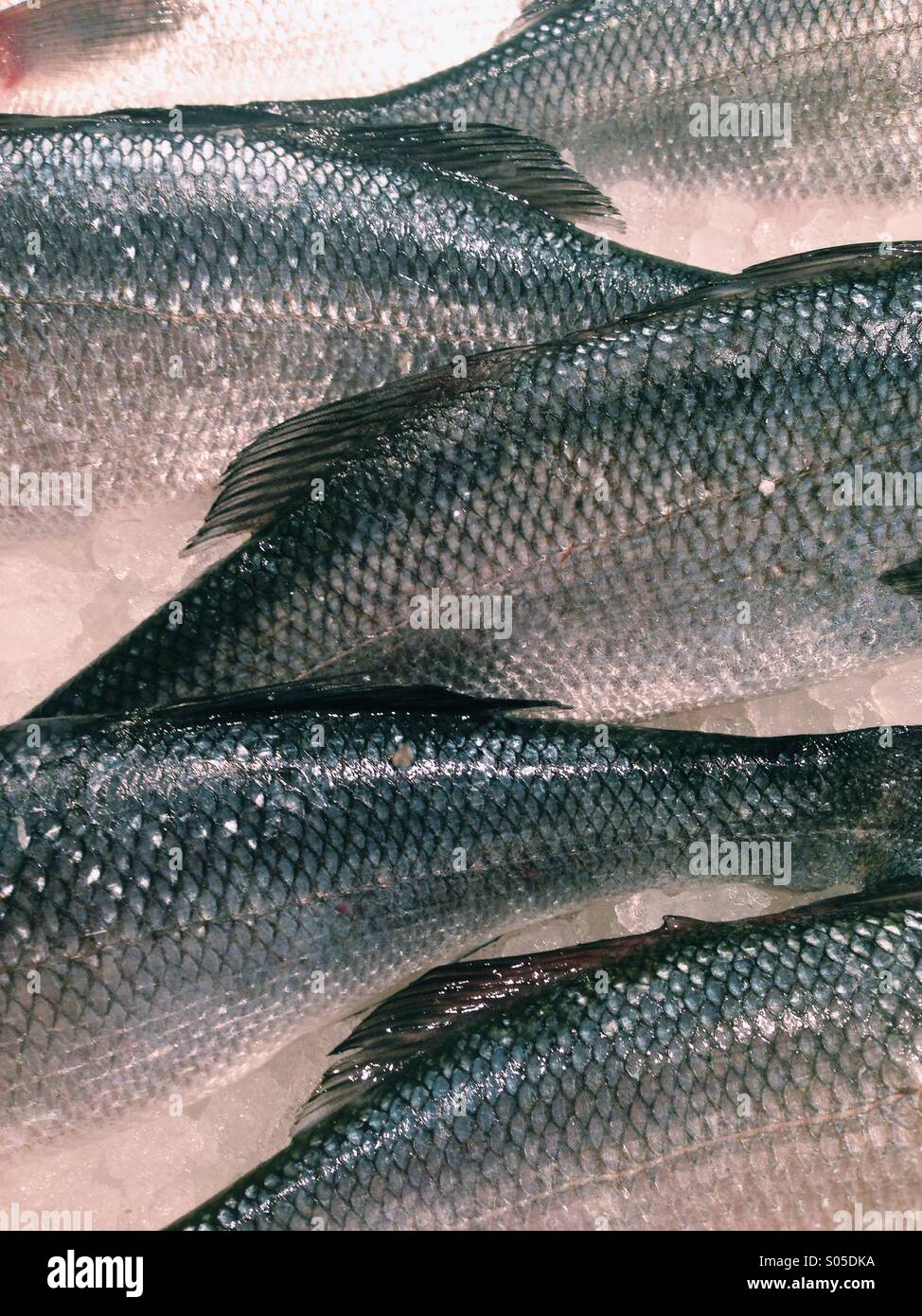 Silver fish scales hi-res stock photography and images - Alamy