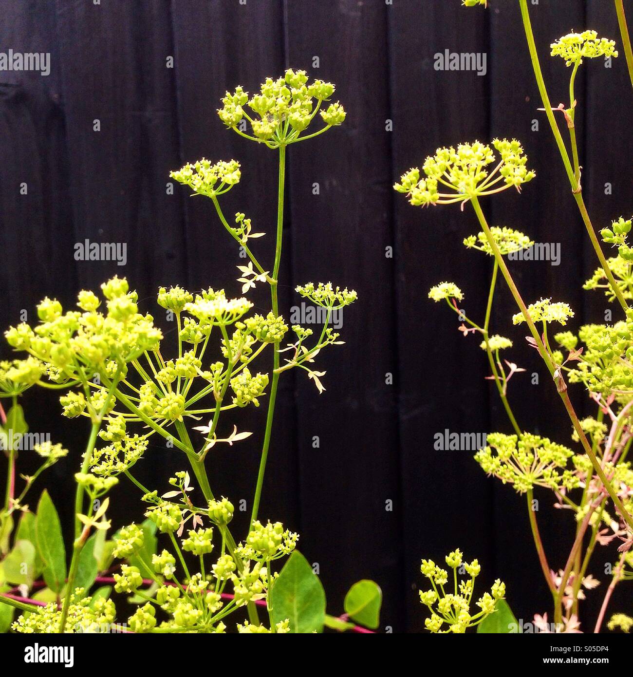 Citrus green/yellow parsley seed heads against black fence Stock Photo ...