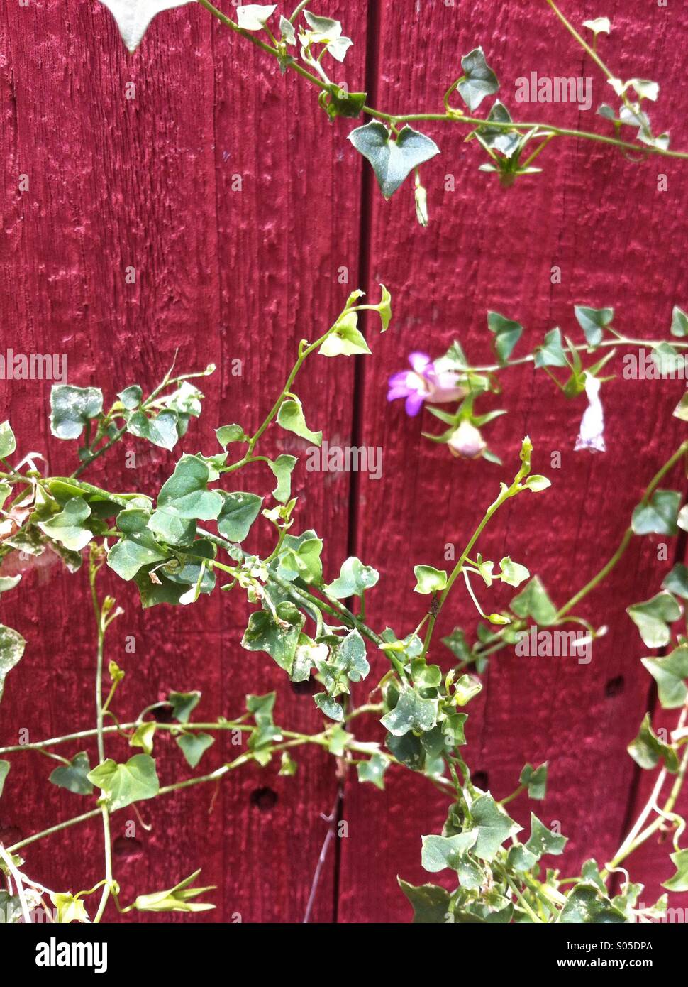 Red Weeds Stock Photos & Red Weeds Stock Images - Alamy