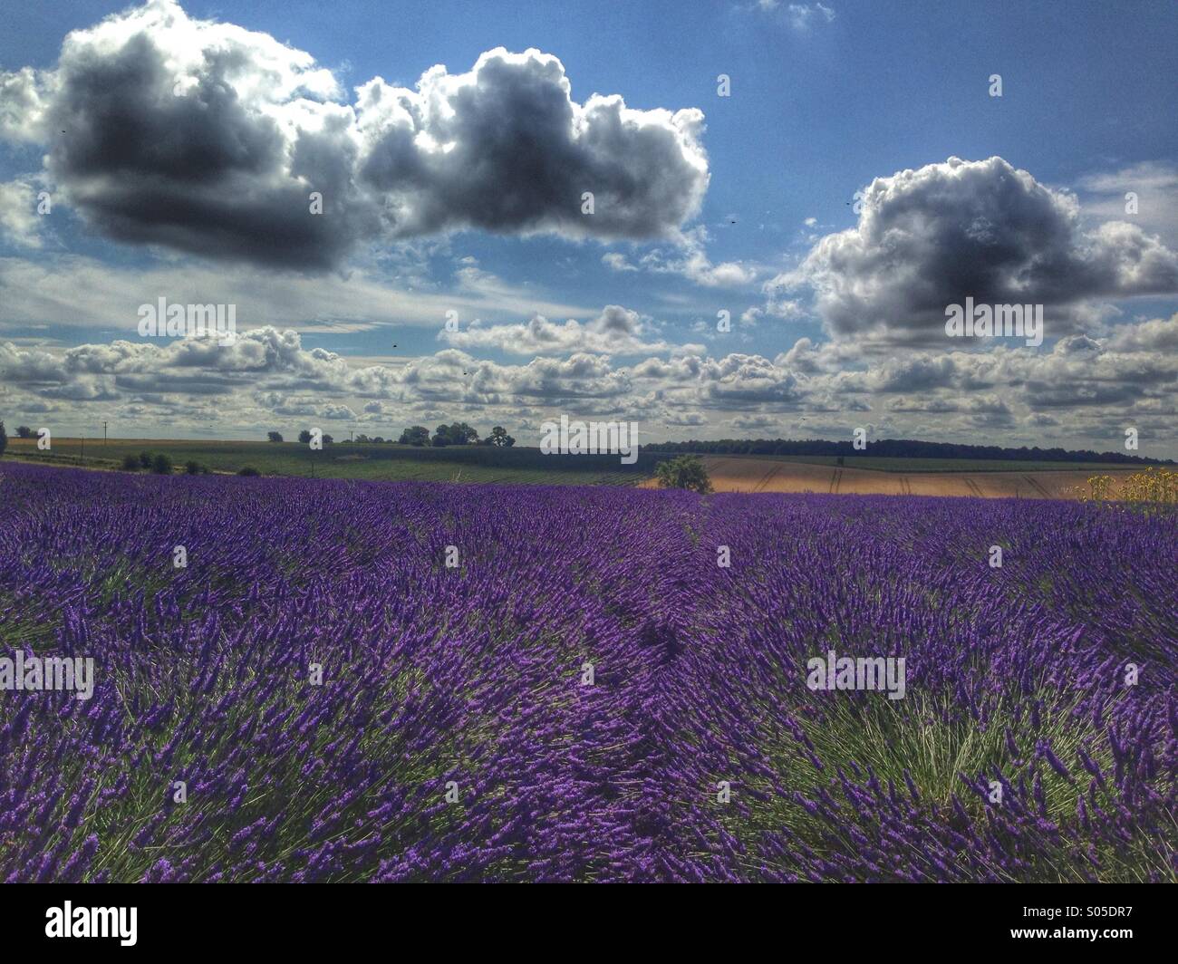 Lavender field hi-res stock photography and images - Alamy