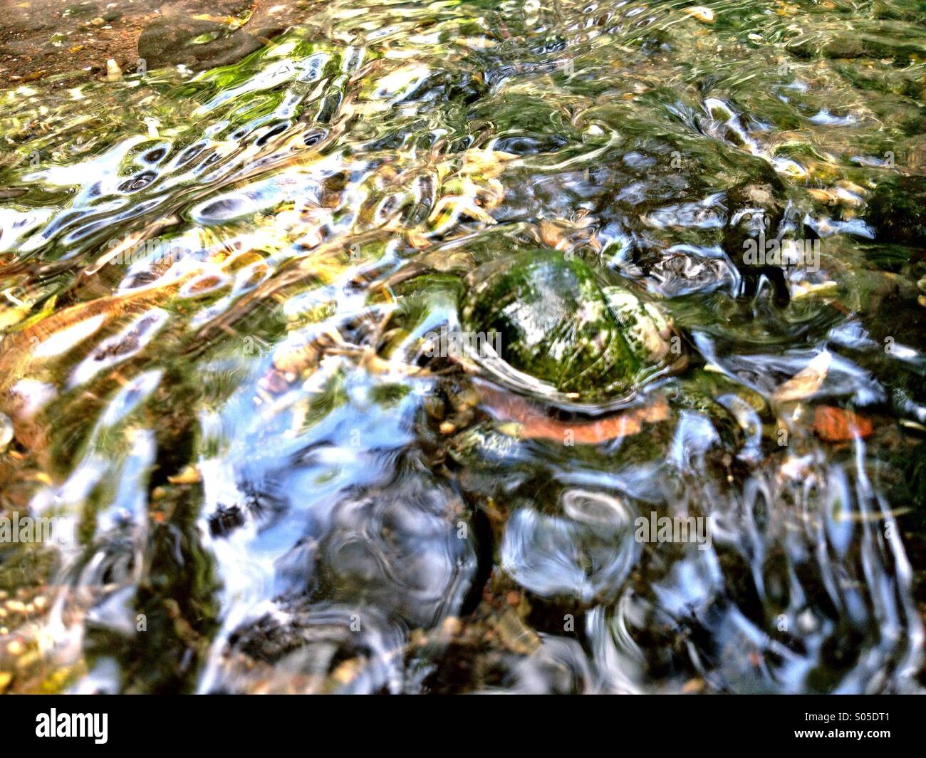 Hidden Snail High Resolution Stock Photography and Images - Alamy