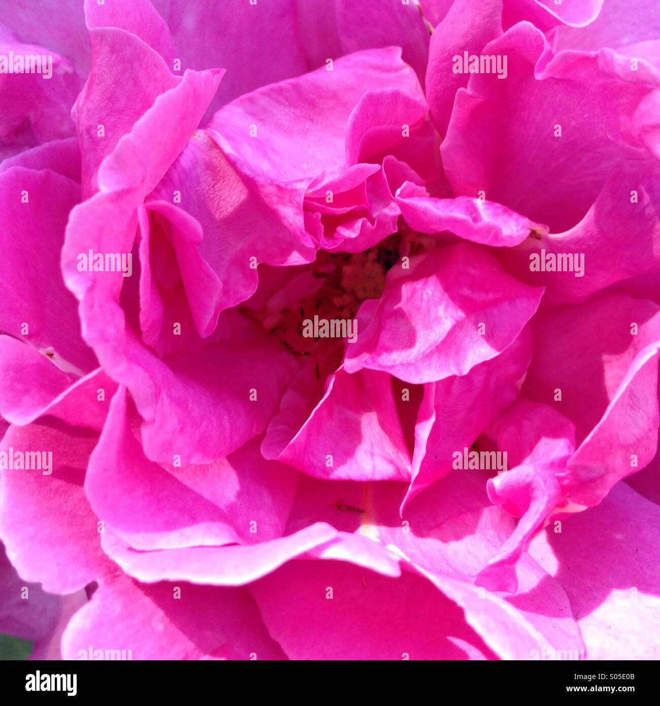 Crazy pink hi-res stock photography and images - Alamy