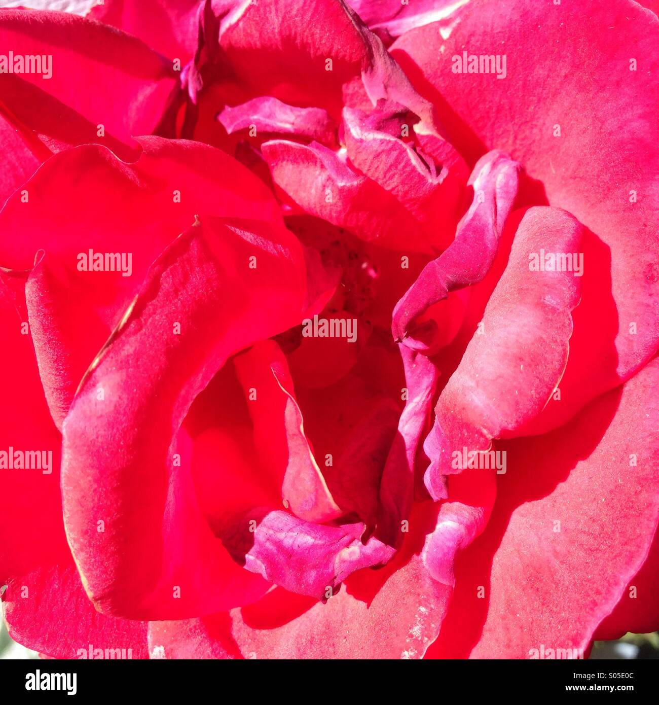 Yoni hi-res stock photography and images - Alamy