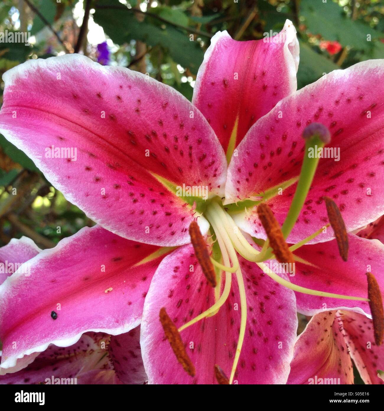 Green iris hi-res stock photography and images - Alamy