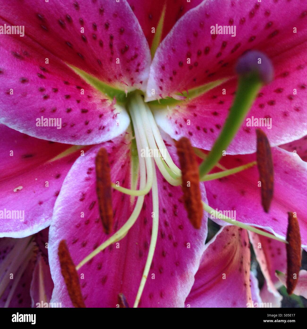 Hot pink iris close up Stock Photo - Alamy