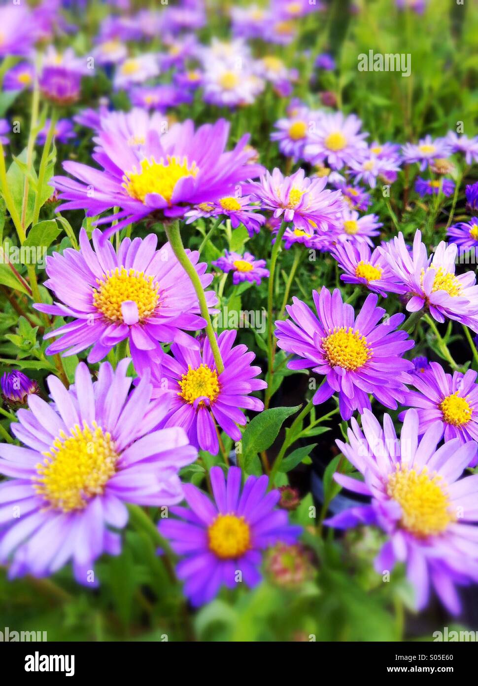 Aster field hi-res stock photography and images - Alamy
