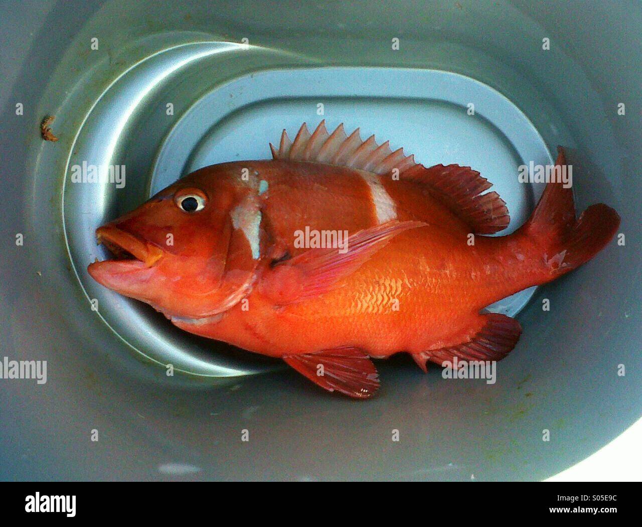 Red roman fish hi-res stock photography and images - Alamy