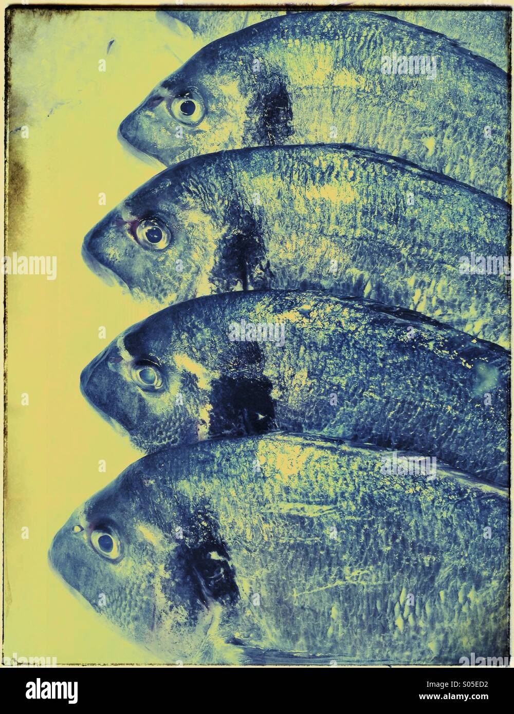 Four fish in a row Stock Photo - Alamy