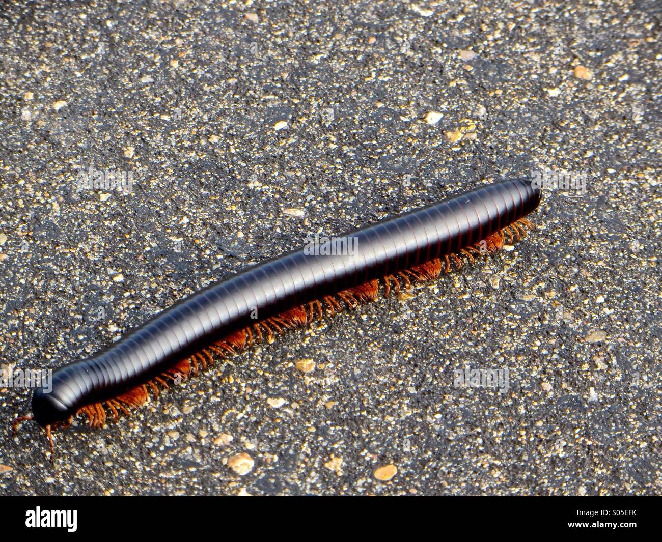 Black millipede hi-res stock photography and images - Alamy