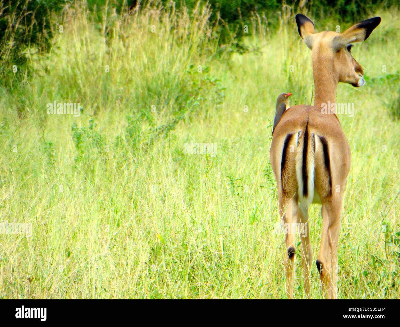 Impala bird hi-res stock photography and images - Alamy