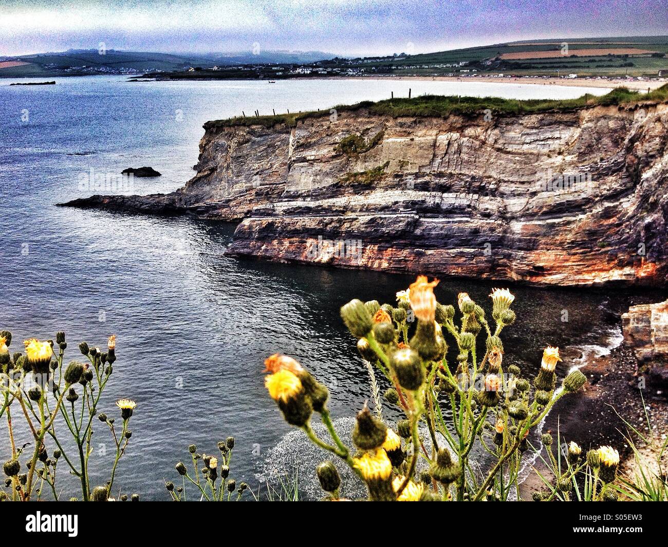 Flowers on top of cliff with cove in background Stock Photo - Alamy