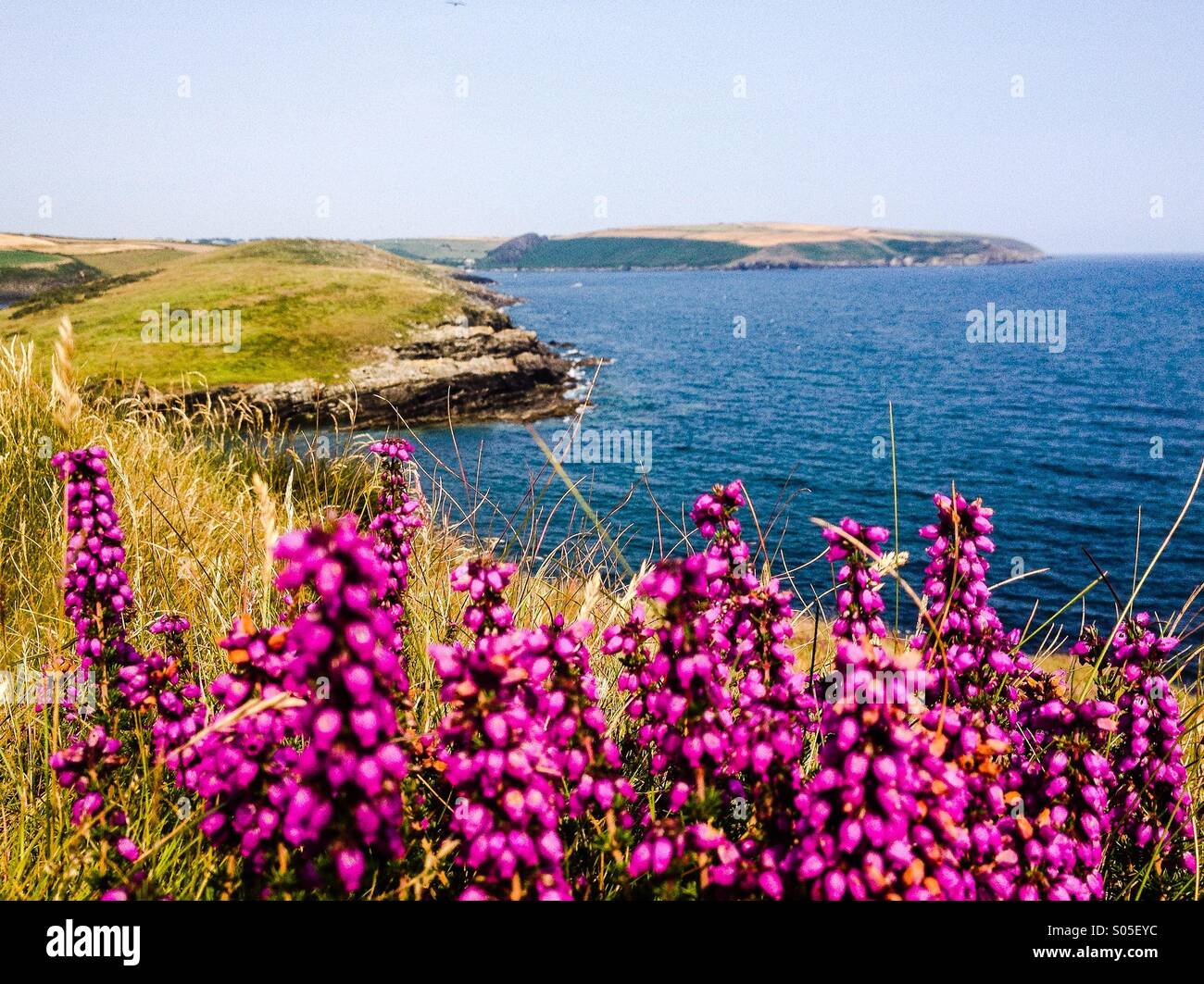 Flowers on a cliff hi-res stock photography and images - Alamy
