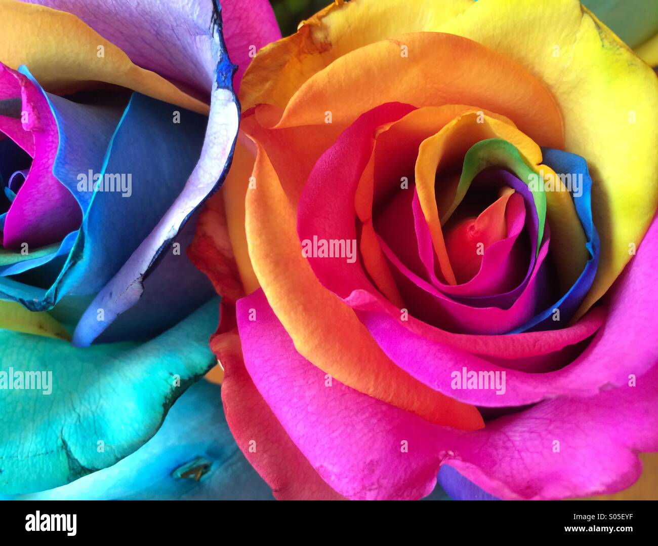 Tie dye rose hi-res stock photography and images - Alamy