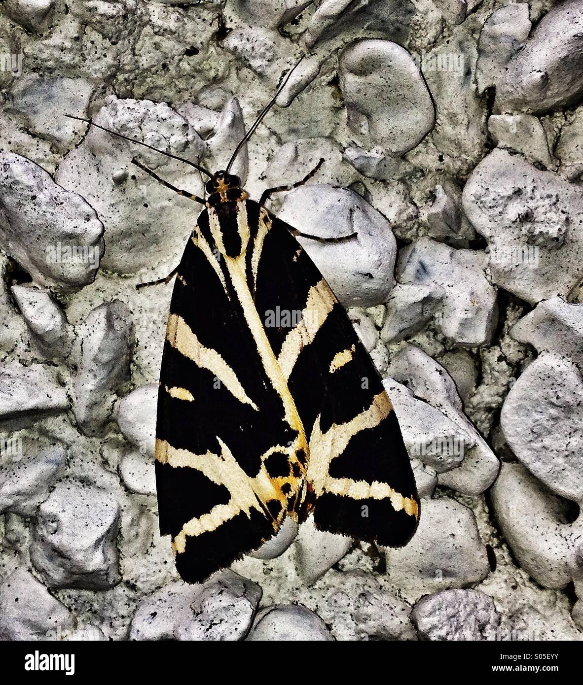 Moth resting on a wall Stock Photo - Alamy