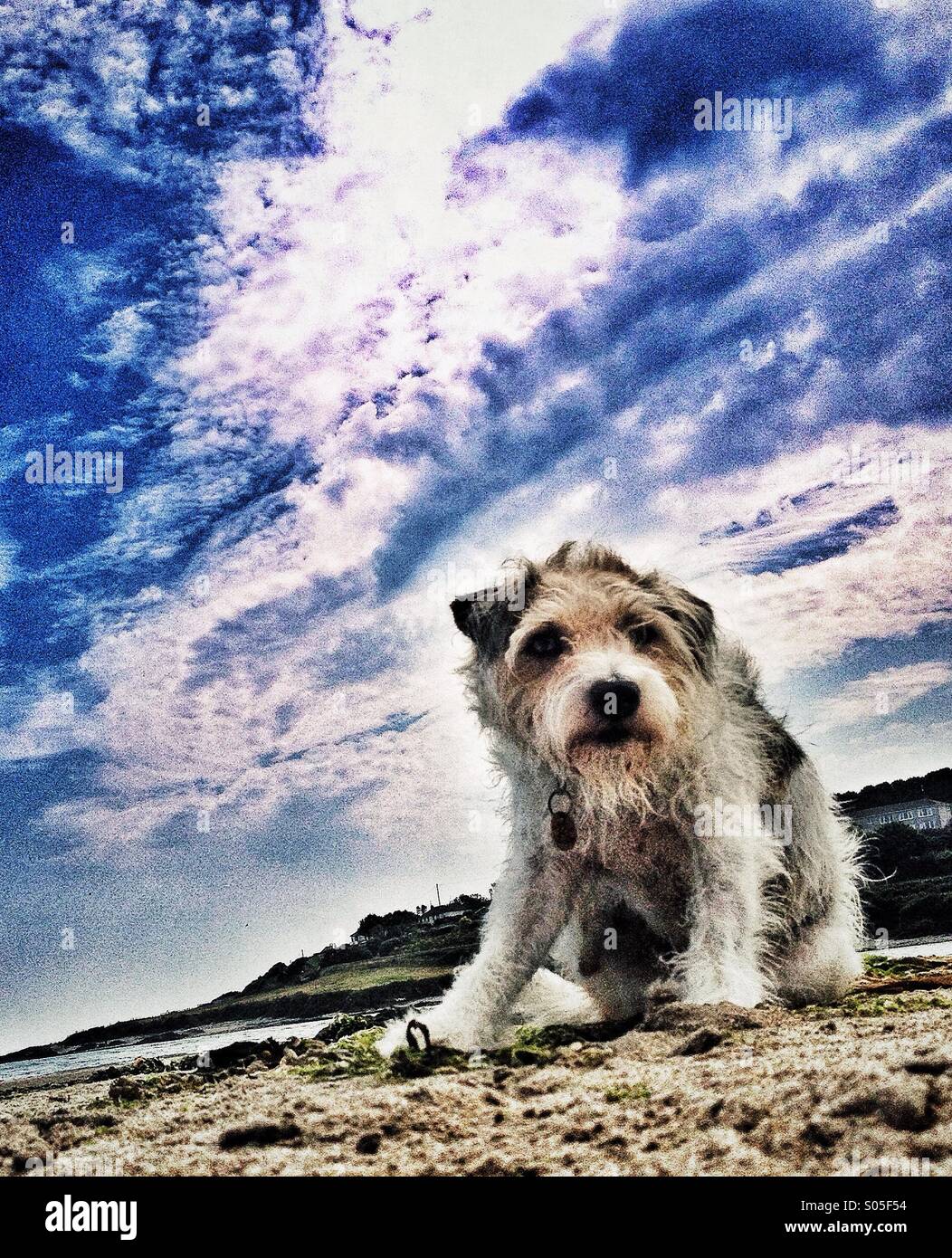Dog scratch hi-res stock photography and images - Alamy