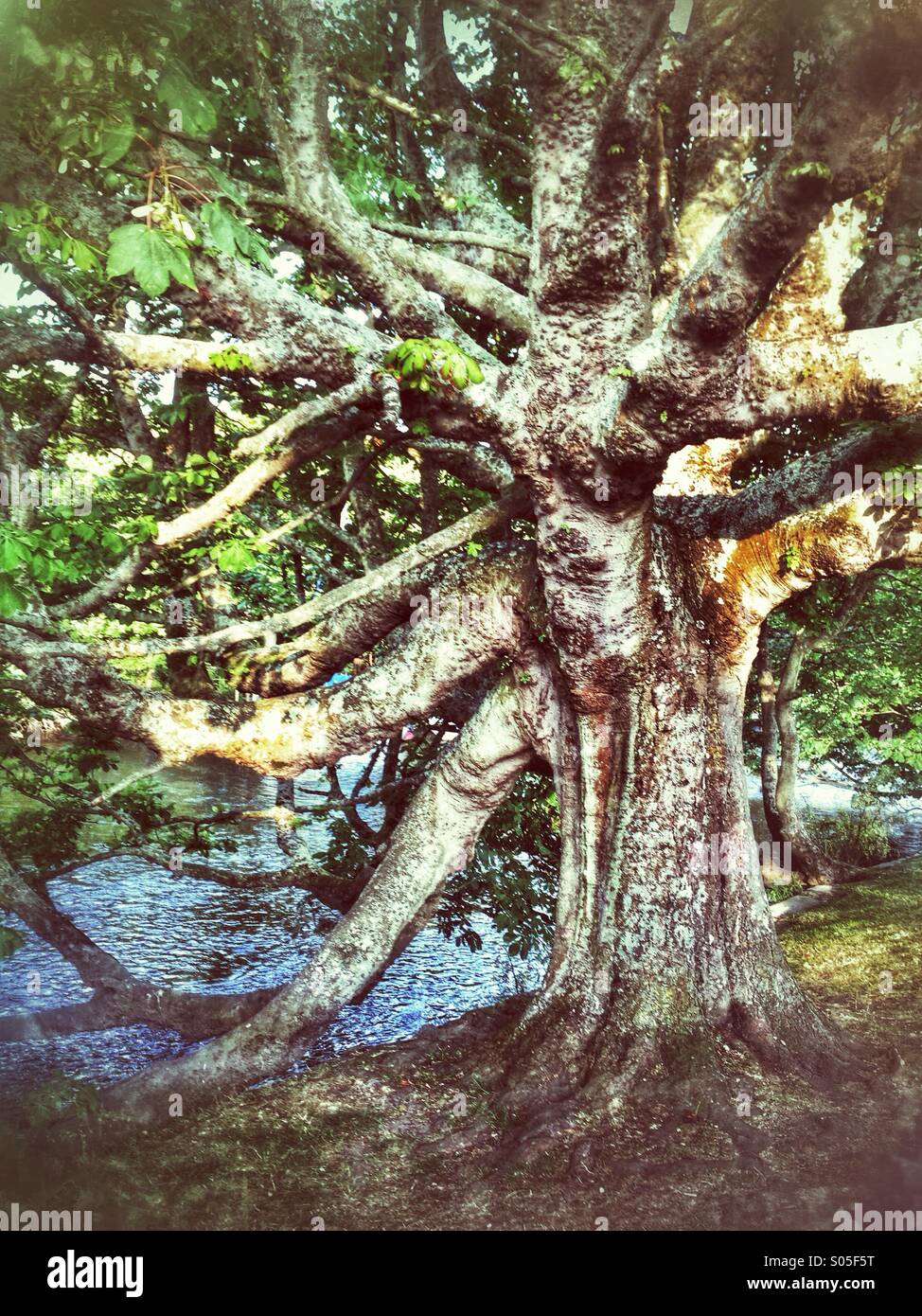 Gnarled Branches High Resolution Stock Photography and Images - Alamy