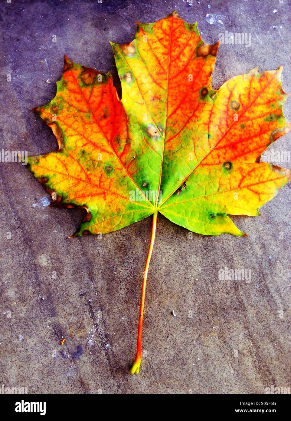 Iconic maple leaf hi-res stock photography and images - Alamy