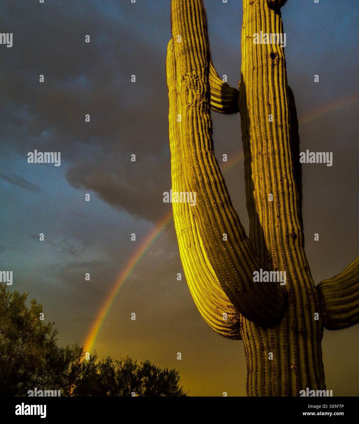 Rainbow at dawn in the Sonoran Desert, Tucson, Arizona, USA Stock Photo ...
