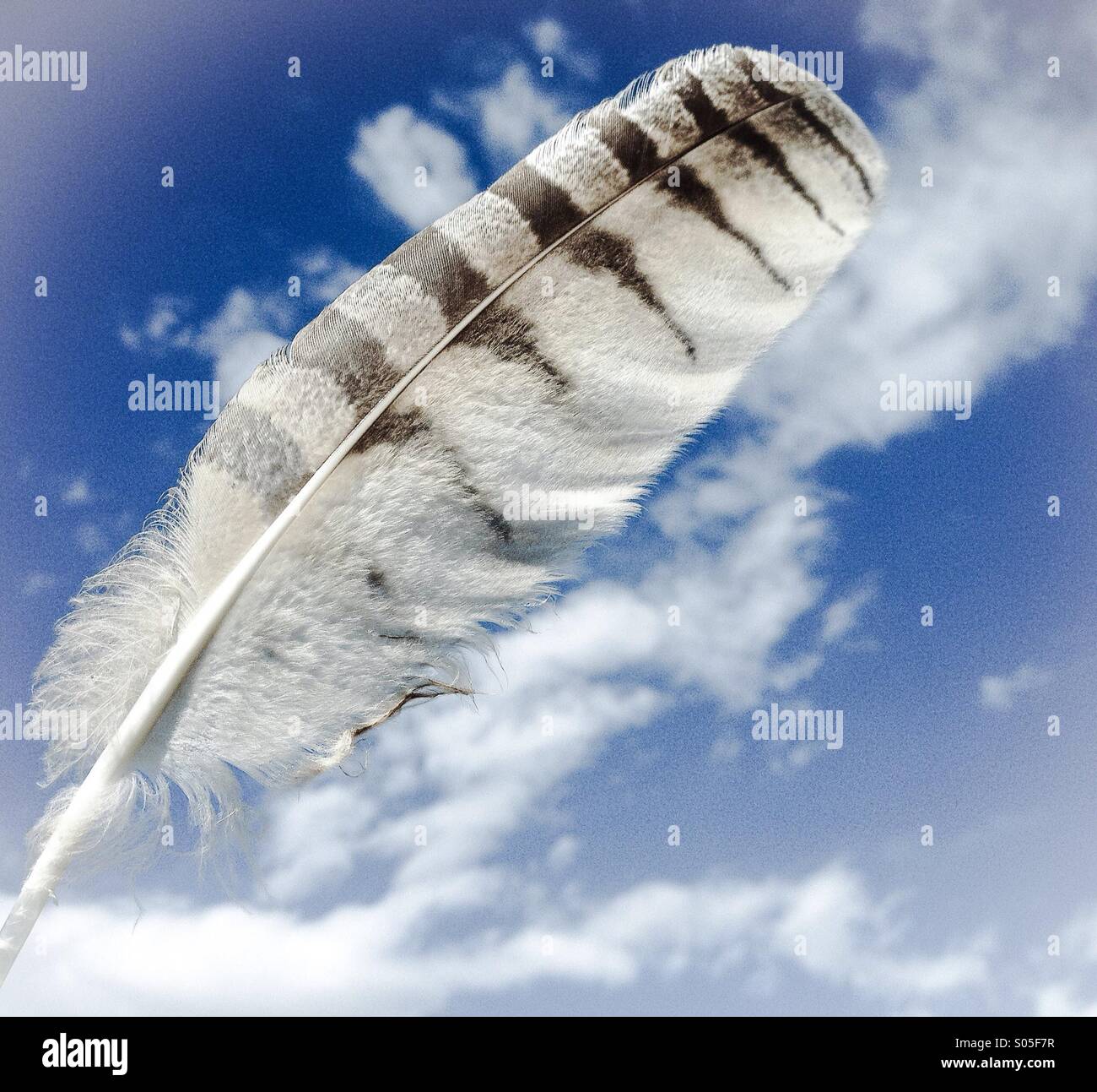 Hawk Feather