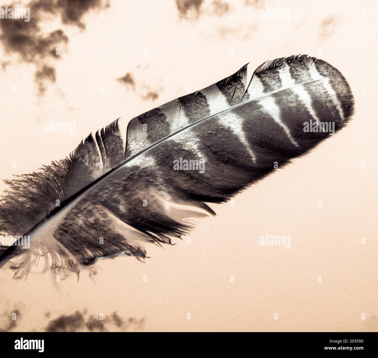 Hawk feather hi-res stock photography and images - Alamy