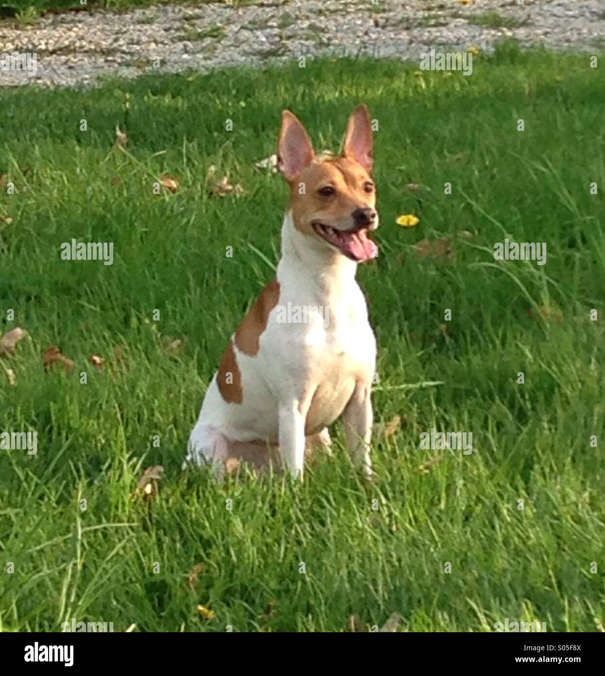Rat terrier dog hi-res stock photography and images - Alamy