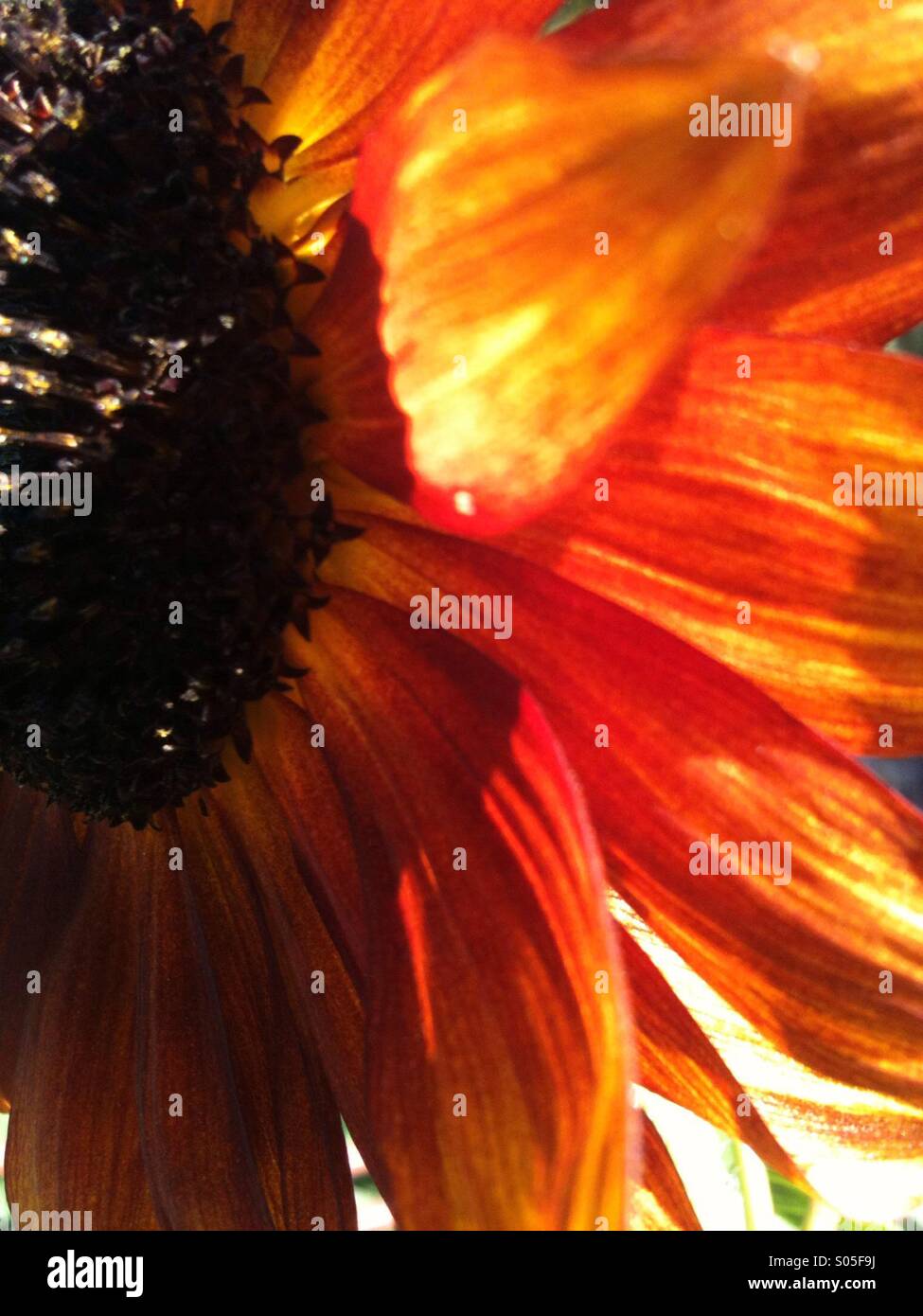 Gold sunflower hi-res stock photography and images - Alamy