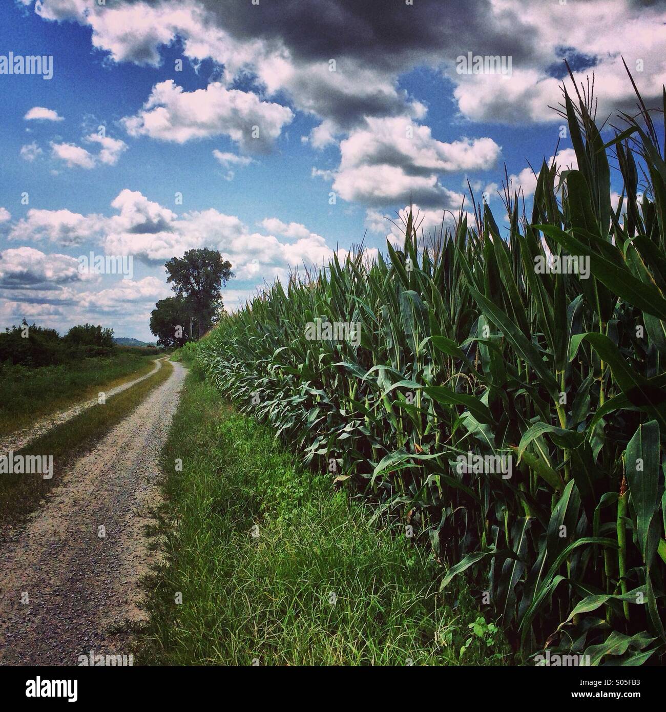 Corn field dirt road Stock Photo - Alamy