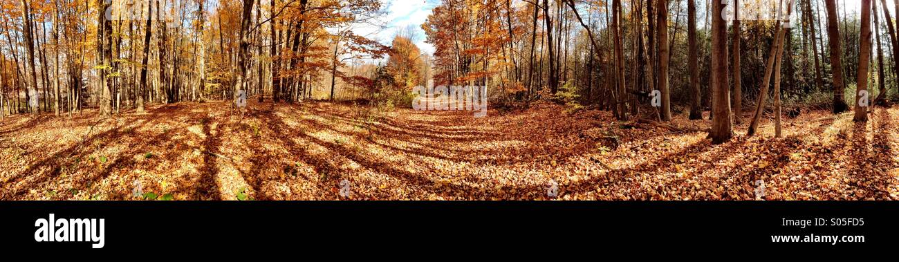 Panoramic forest hi-res stock photography and images - Alamy