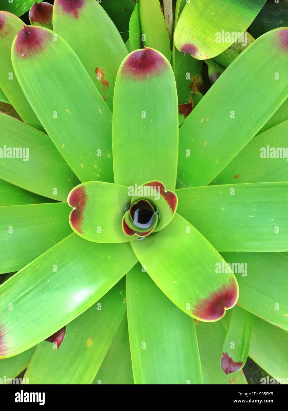 Bromeliad hi-res stock photography and images - Alamy