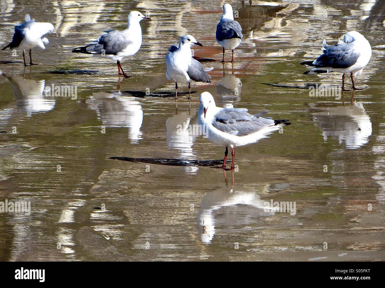 Reflective wet sand hi-res stock photography and images - Alamy