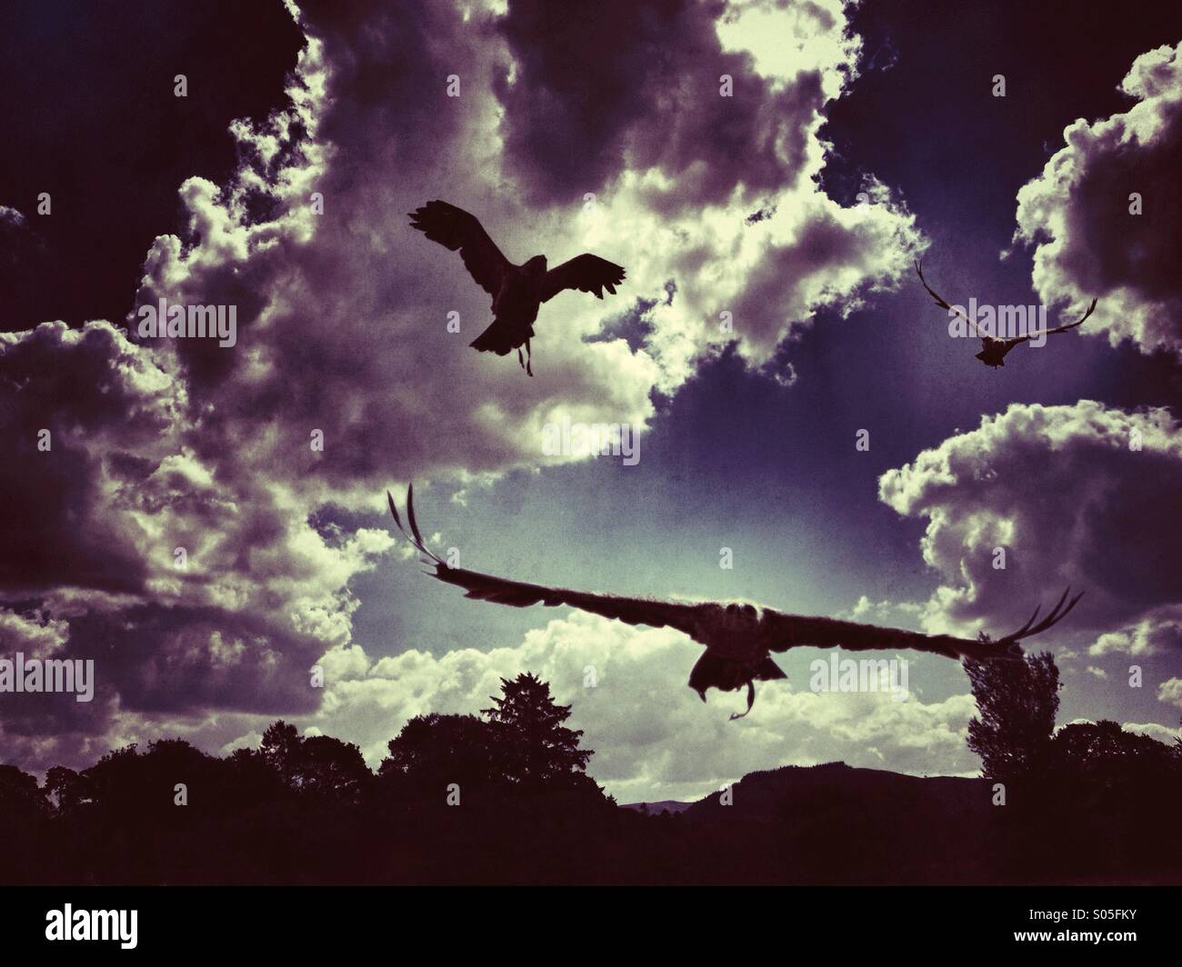 Tawny eagles in flight against dramatic sky (composite Stock Photo - Alamy