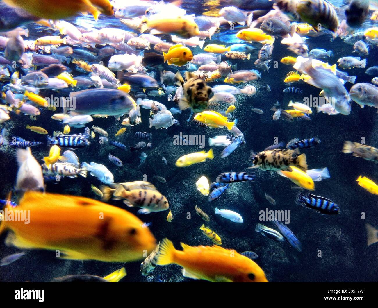 Doing the thing hi-res stock photography and images - Alamy