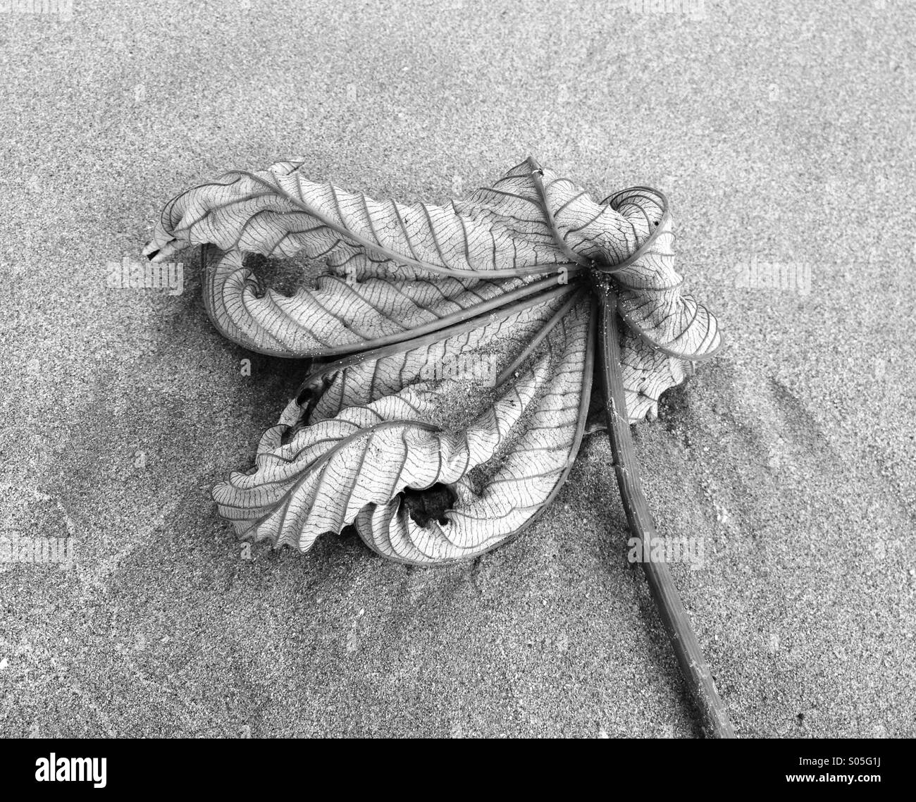 Beach leaf hi-res stock photography and images - Alamy