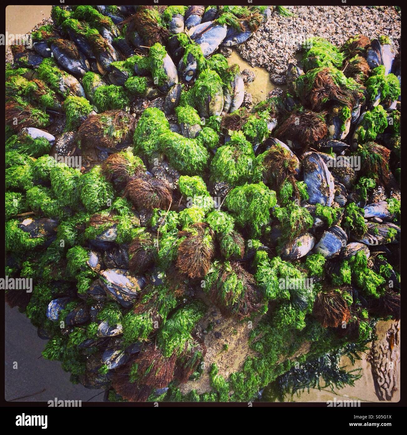 Living muscles and sea life Stock Photo - Alamy