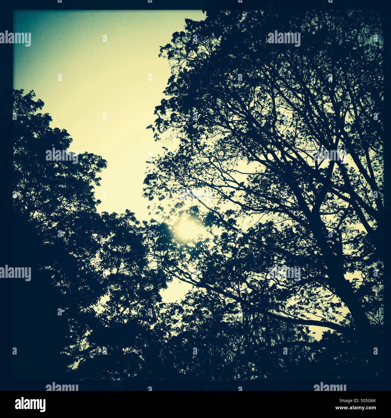 Backlit trees with the solar disc disk visible through the branches ...
