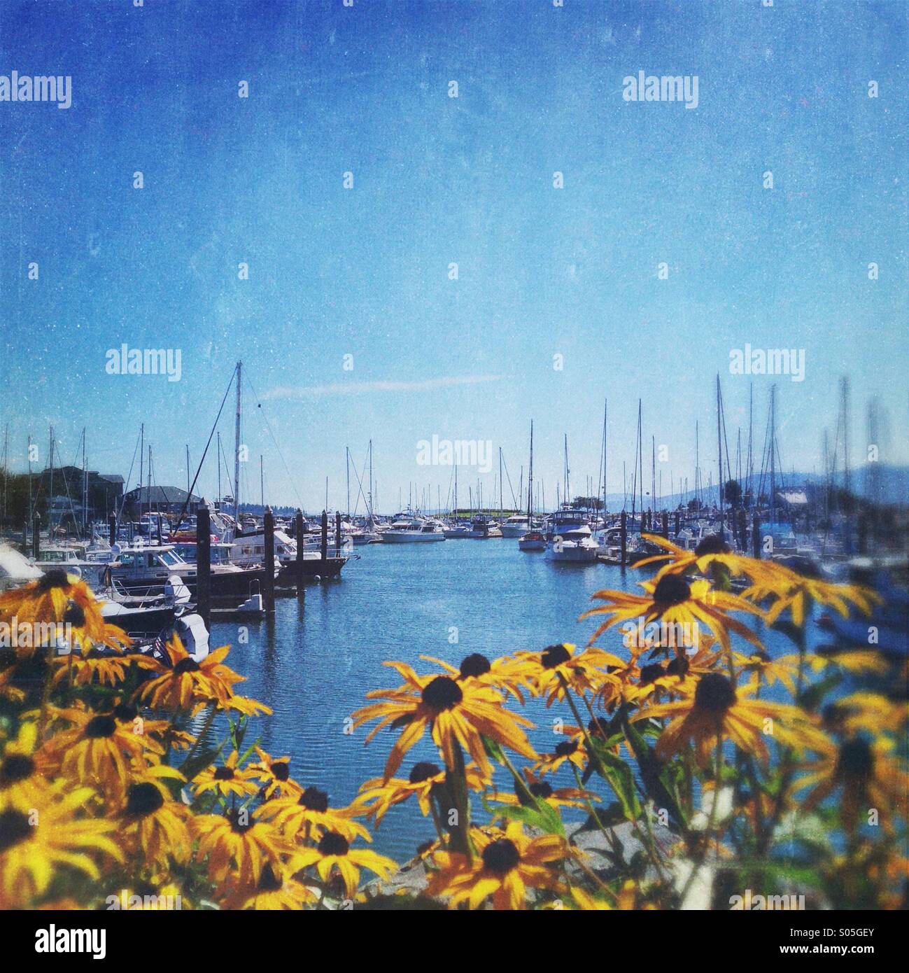 Squalicum harbor hi-res stock photography and images - Alamy