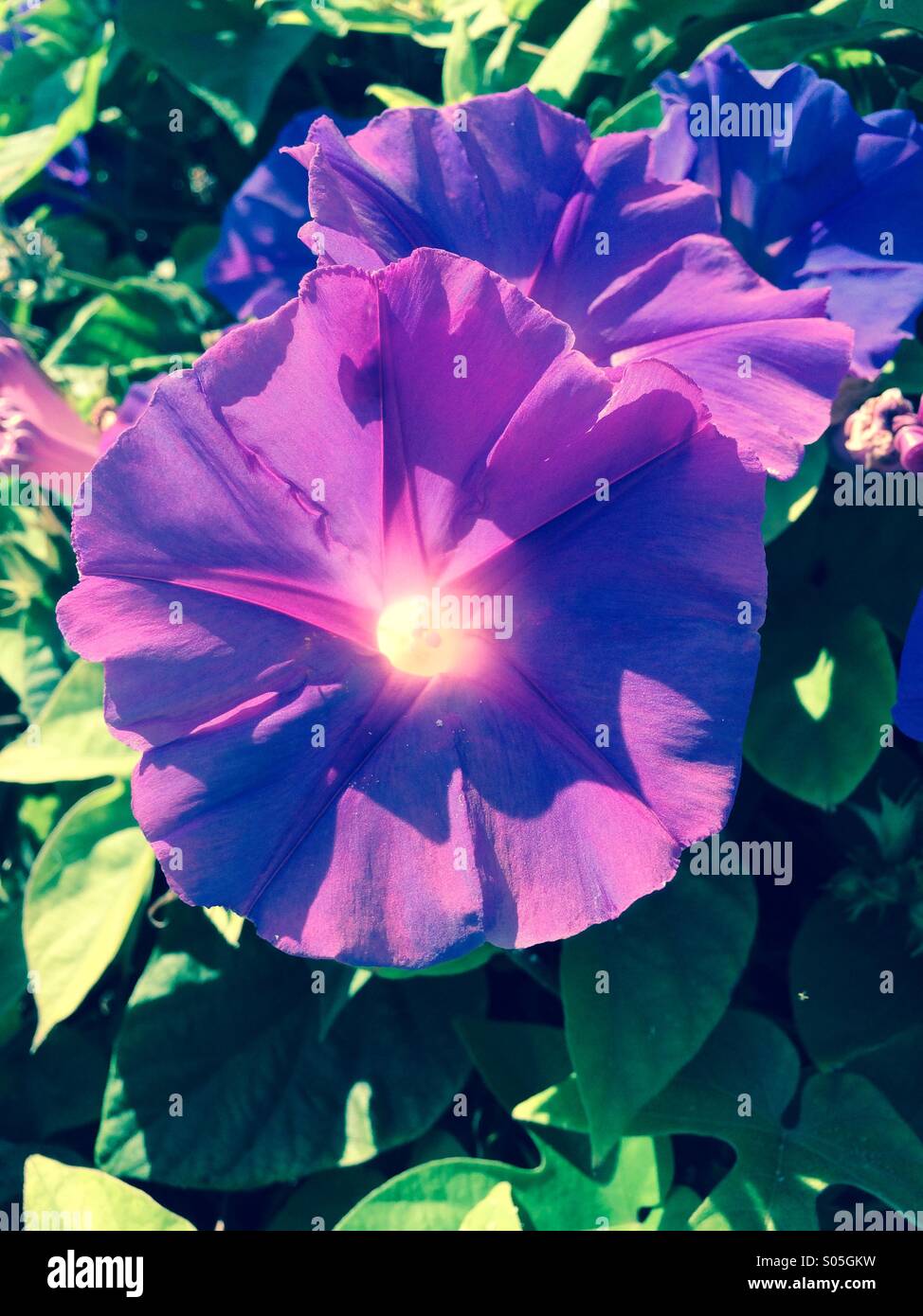 Purple trumpet hi-res stock photography and images - Alamy