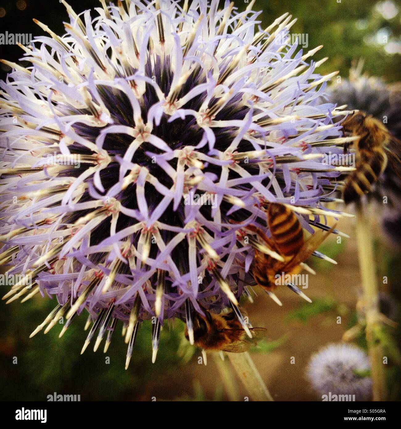 Bees collecting pollen hi-res stock photography and images - Alamy