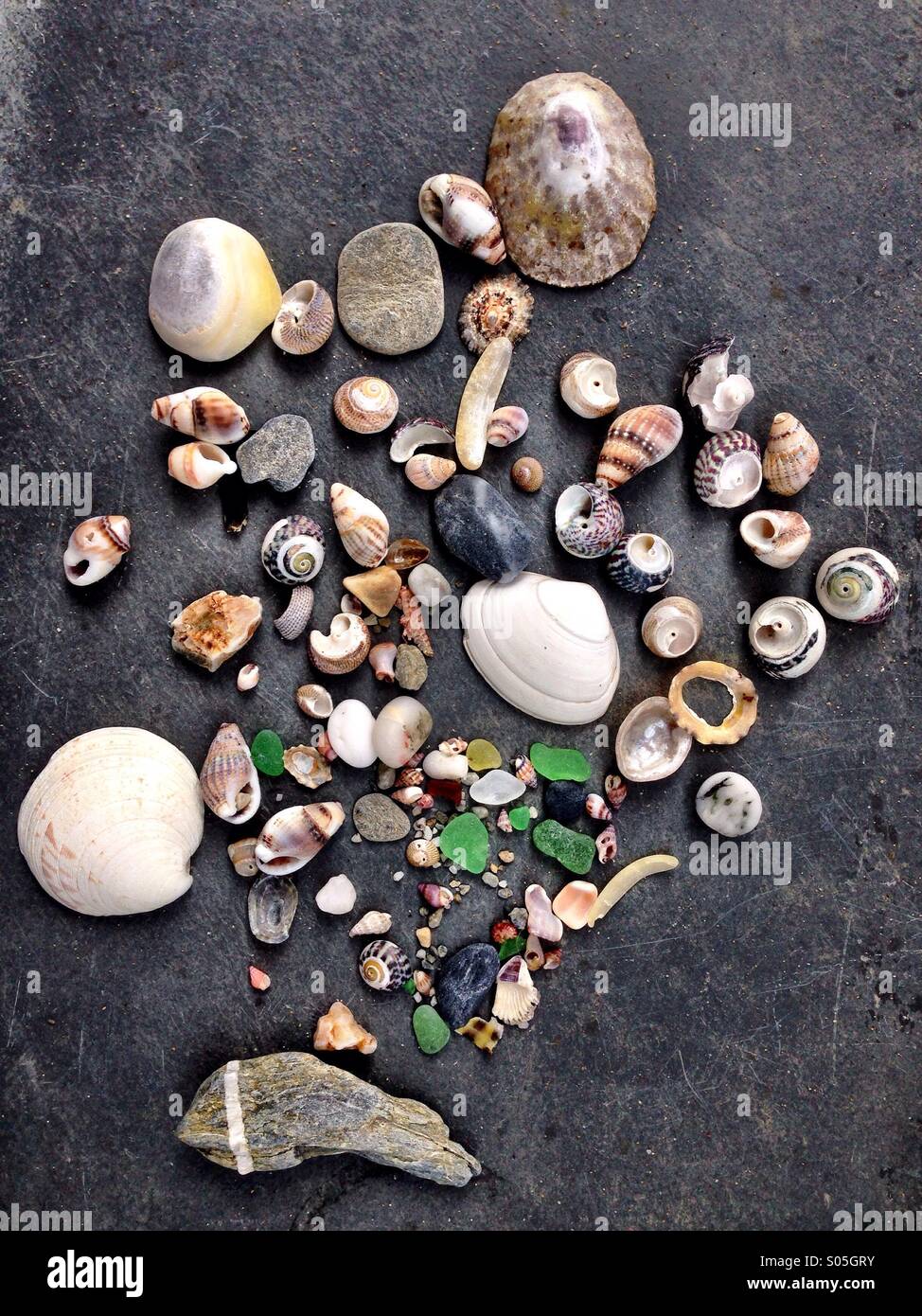 Seashells uk hi-res stock photography and images - Alamy