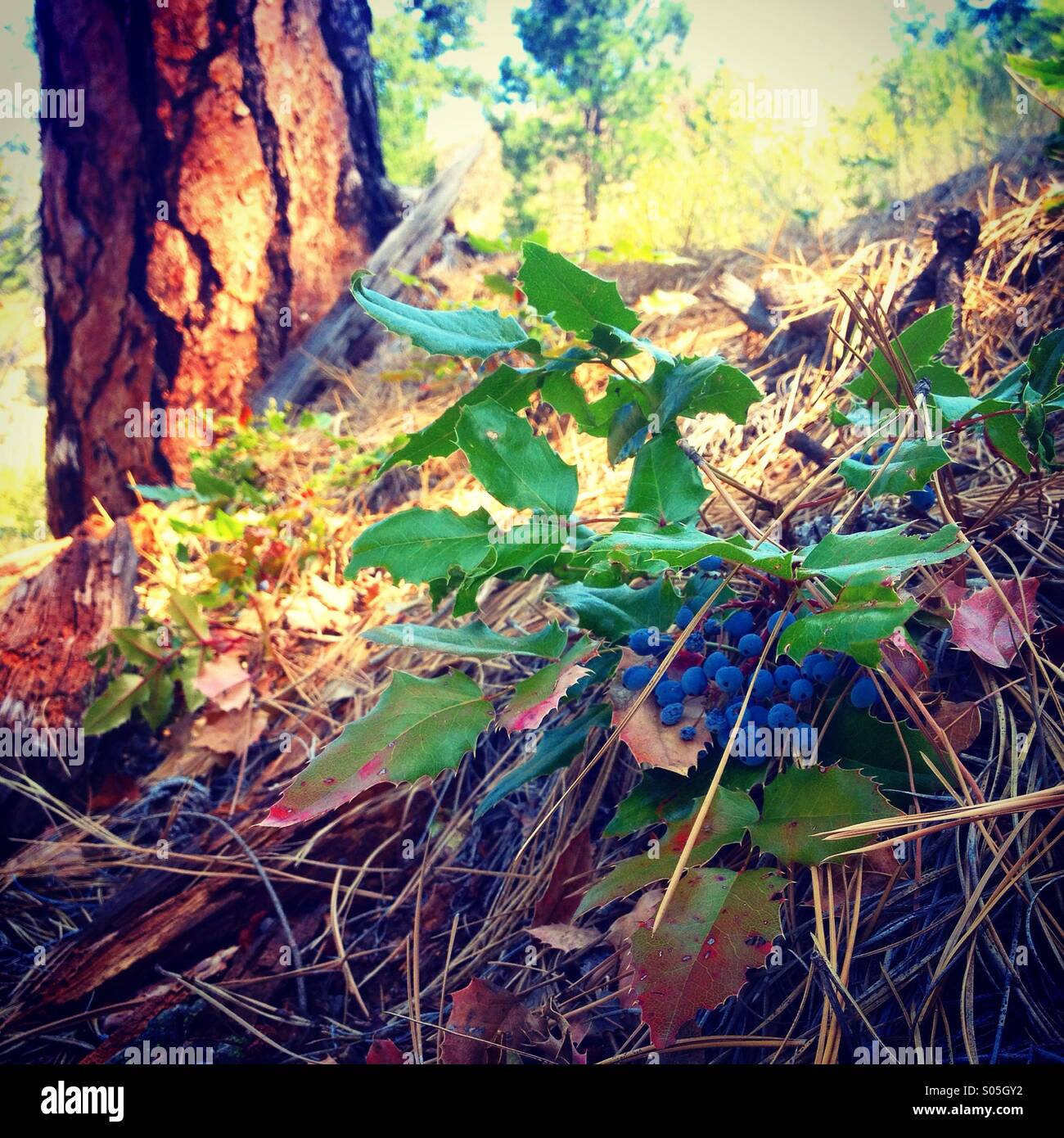 Organ Grapes growing on the forest floor Stock Photo - Alamy